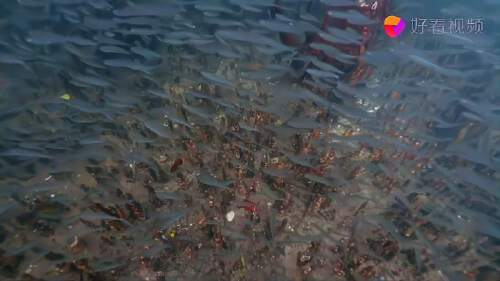 微观世界奇观:微小生命如何构建你我赖以生存的生态网