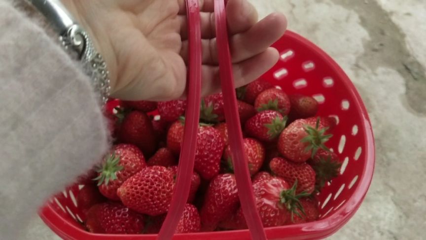 2021年的第一篮草莓,你们你们草莓多少钱一斤呢?