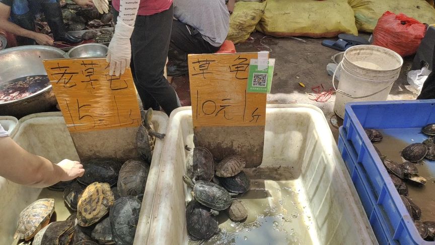 过来乌龟市场了解价格,鳄龟10元一只便宜吗?花龟10元就能买4只