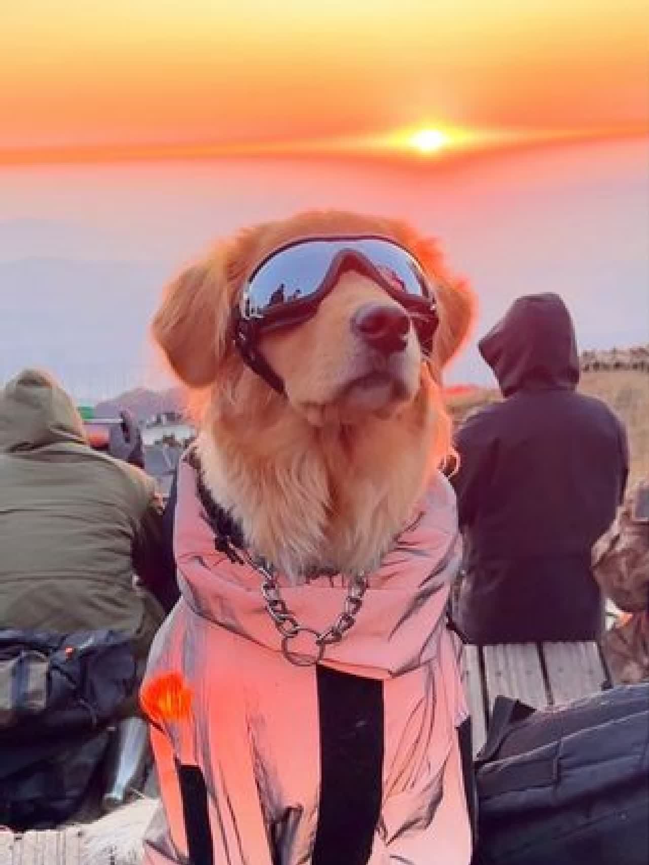 小小武功山 小狗我轻松拿下#金毛 #萌宠出道计划 #带着狗狗去旅行 #...