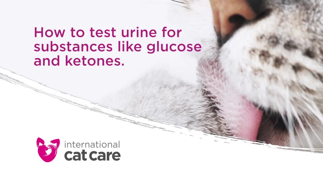 [喵尼玛]如何使用试纸检测你的猫的尿液How to test your cat's urine for ...