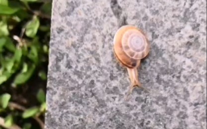 治愈系的蜗牛爬行!
