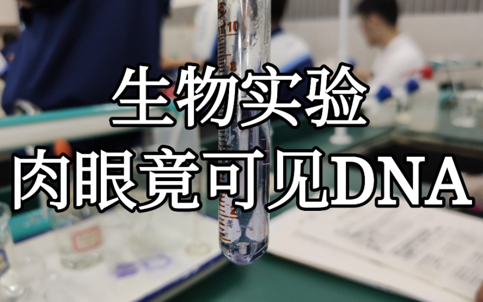 【高中生物实验】DNA粗提取和鉴定