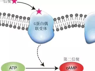科研示意图008_Illustrator绘制信号通路