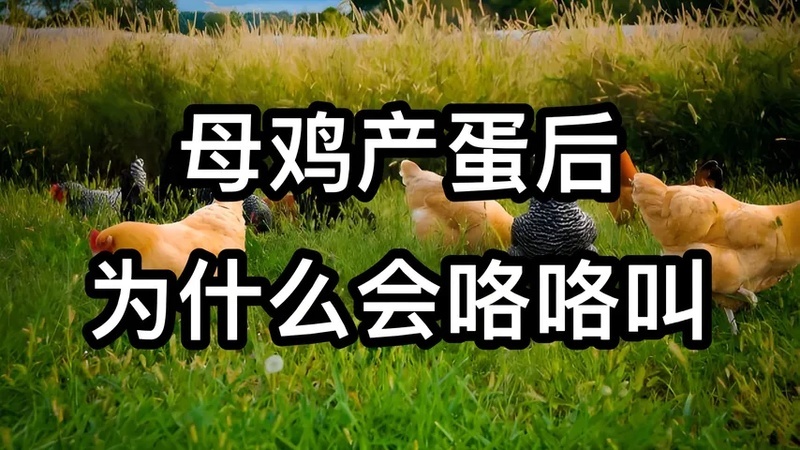 母鸡产蛋后为什么咯咯叫?主要原因有这三种