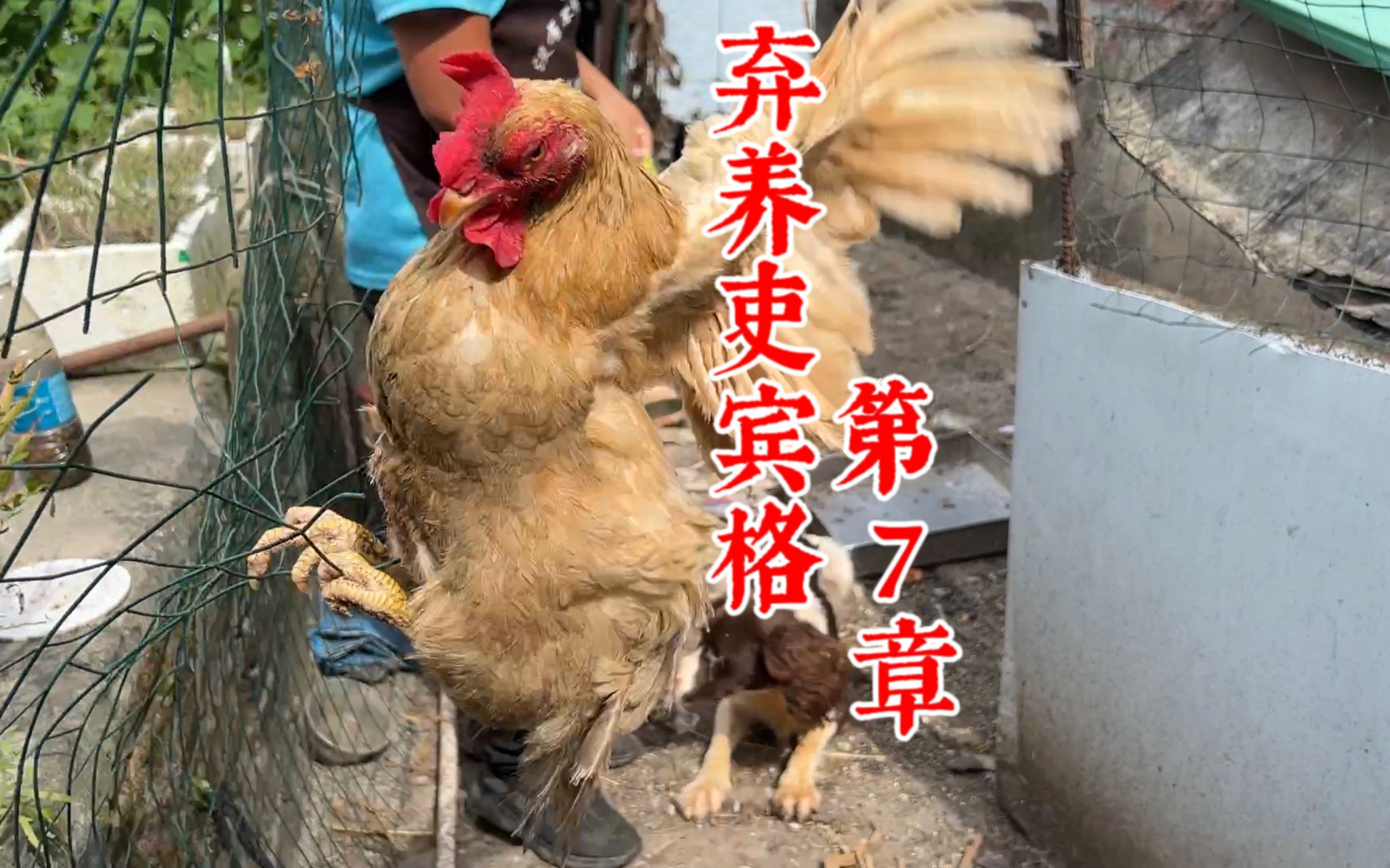 狗咬鸡咬家禽怎么办?打都没用,十年训犬师保姆级教学