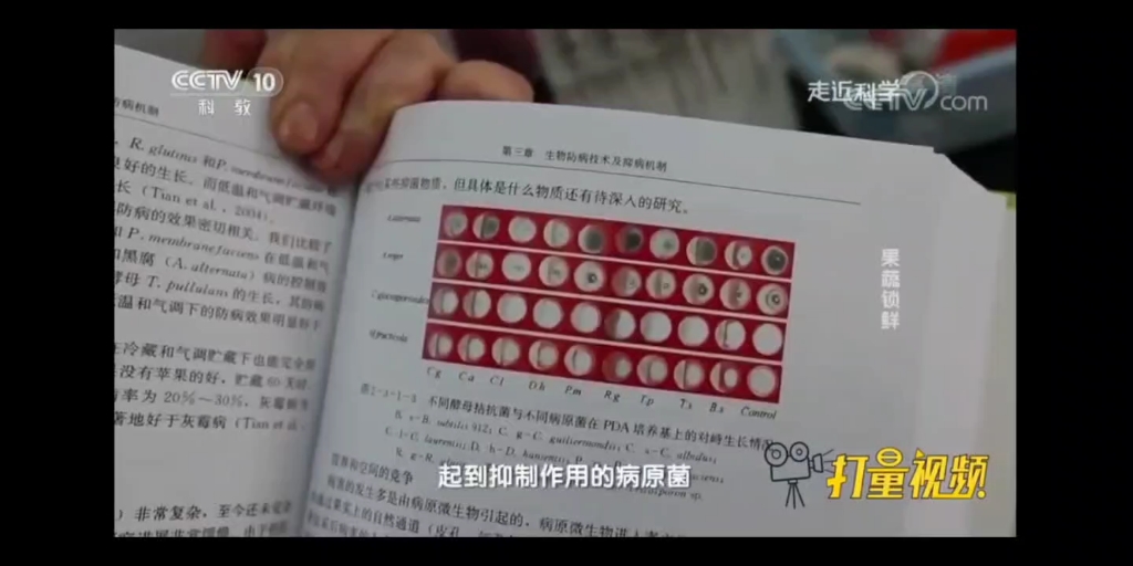 拮抗菌生物保鲜技术