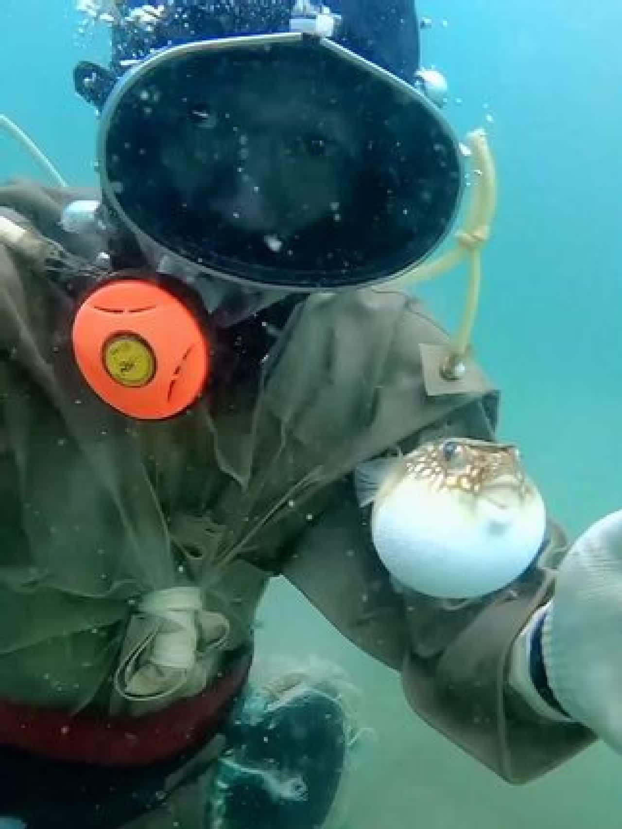 我是作者海洋农夫,这几种海洋生物大家认识吗?#渔民日常 #海底世界