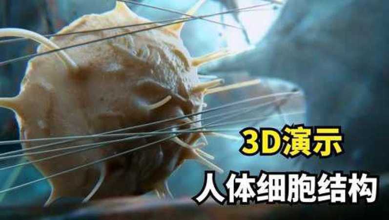 人体细胞内部结构,病毒试图入侵身体,让有营养的蛋白质接连受损