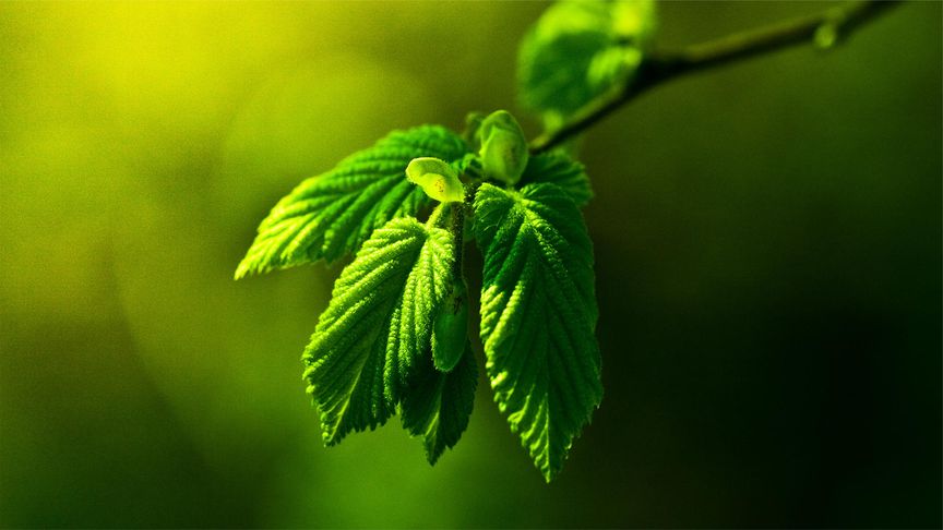 皮肤科常用外用药