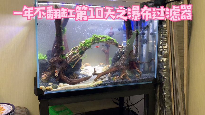 一年不翻缸第10天之瀑布过滤器改造清理,看我打造平民草缸!真赞