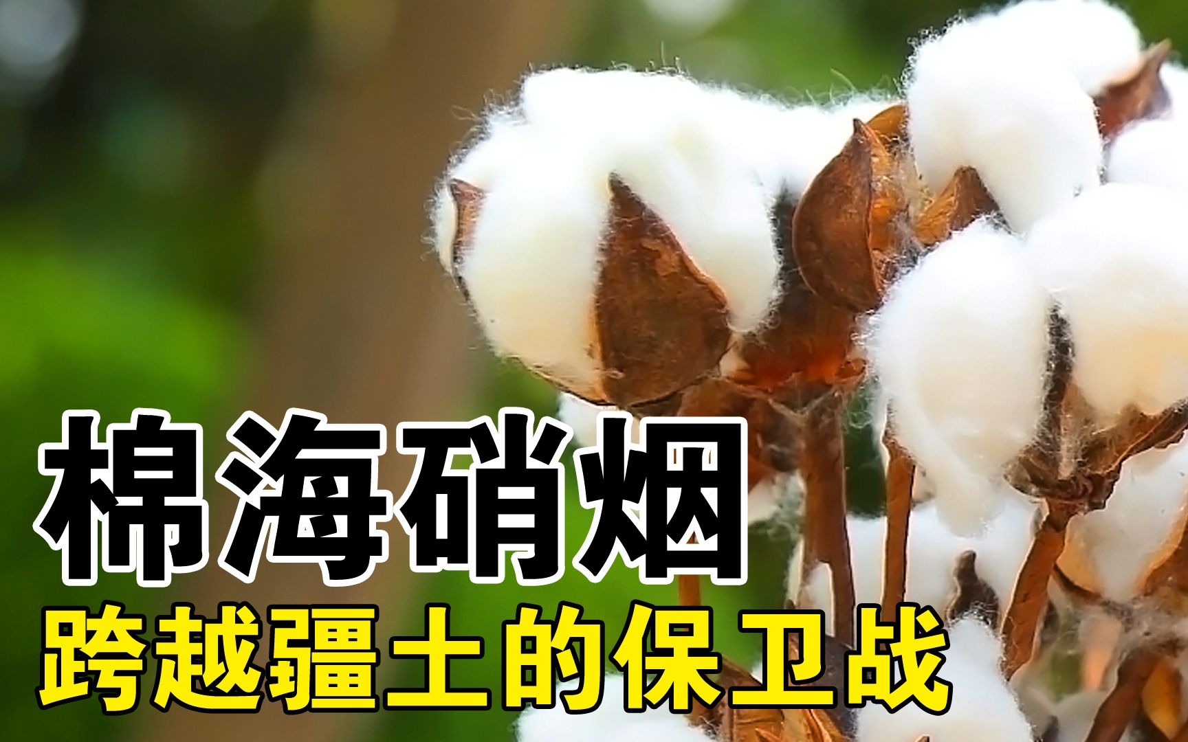 棉花是何时传入中国的!世界棉海在中国,中国棉乡在新疆!