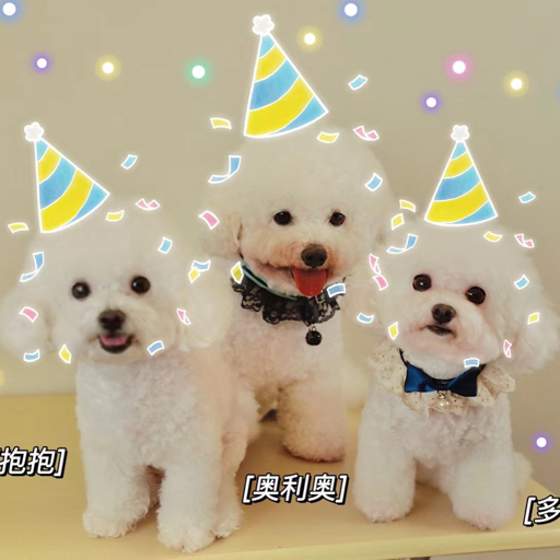 比熊一家 