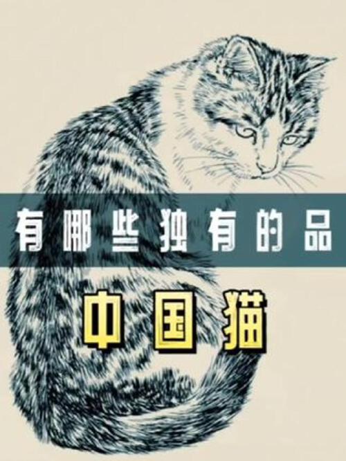 中国有哪些独有的猫咪品种?
