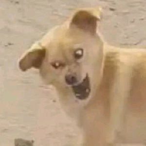 若梦丶离 