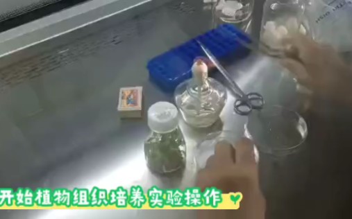 高中生物实验:植物组织培养实验操作步骤