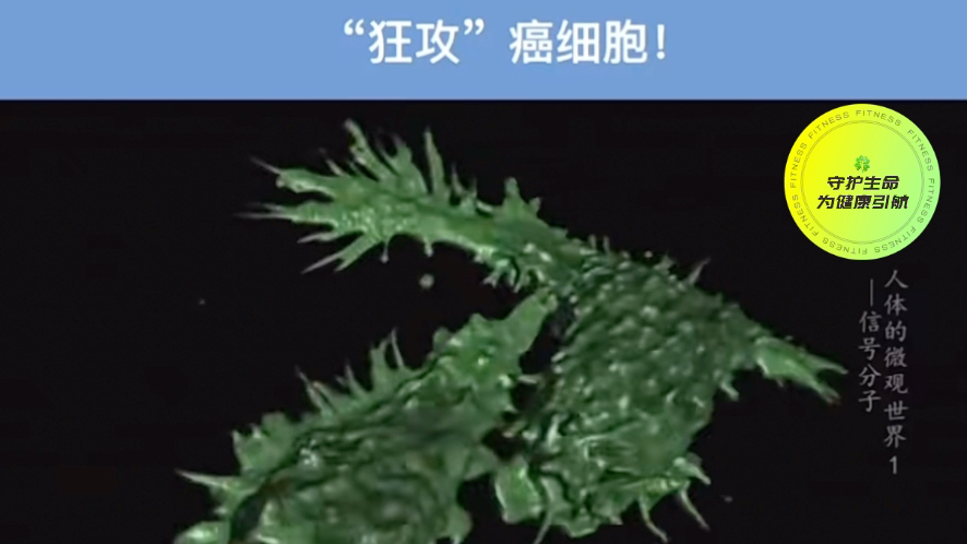 显微镜下免疫细胞狂攻“癌细胞 ”