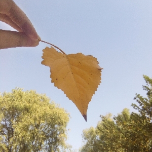 怕啥子哦胆子要放大 