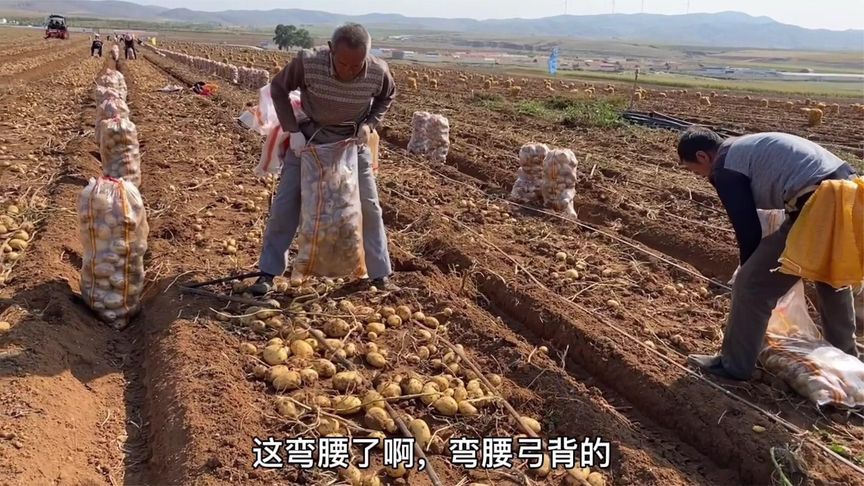 内蒙武川土豆大丰收,捡土豆一天赚4百多?这收入堪比北上广白领