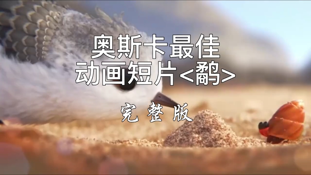 奥斯卡最佳动画《鹬》完整版