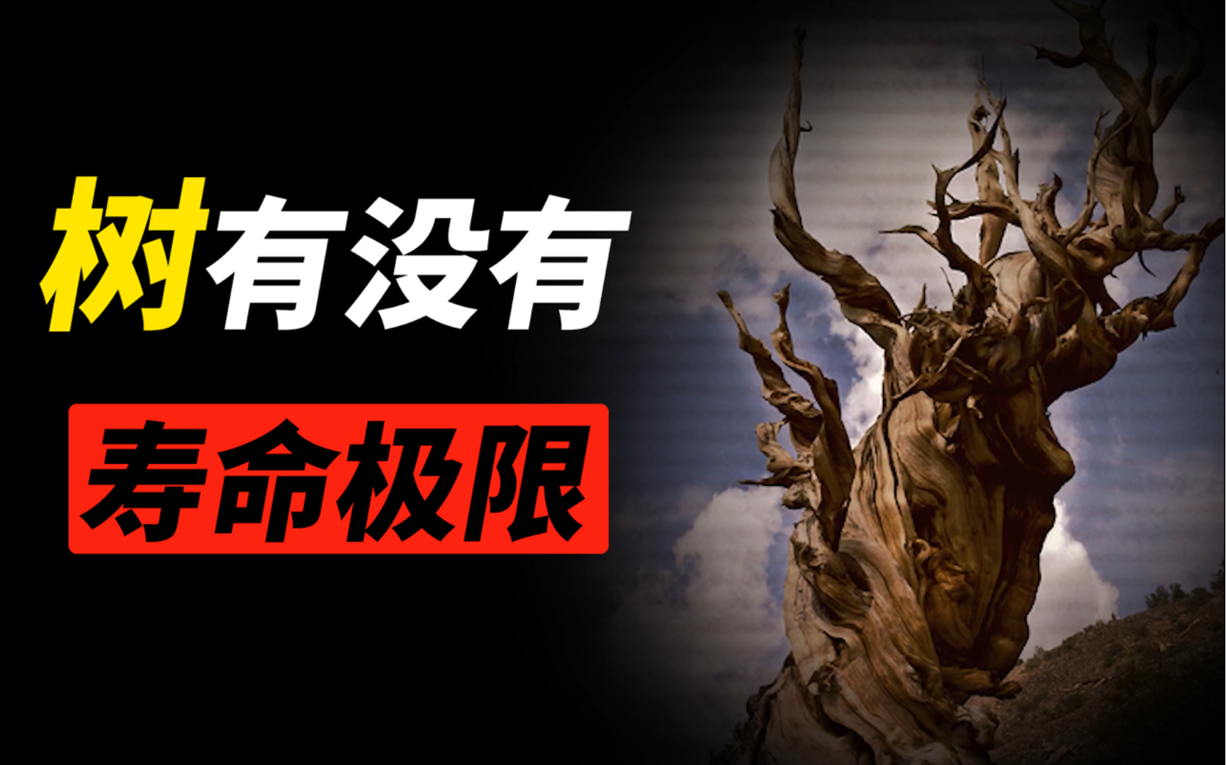 树的寿命极限是多久,它可以永生吗?