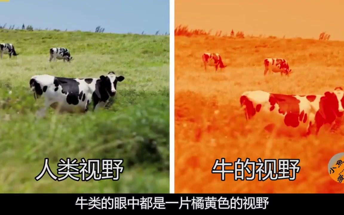 动物眼中世界的模样,到底谁看到的世界才是真实的