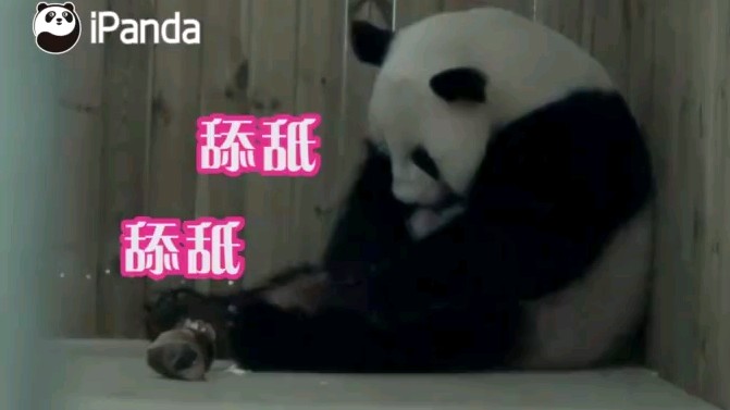 【成长日记】唯一广州土生土长大熊猫“隆隆”成功产仔