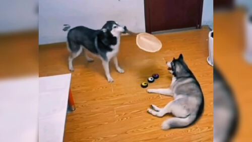 这些狗太搞笑了,让人从头笑到尾,不说了自己看吧!