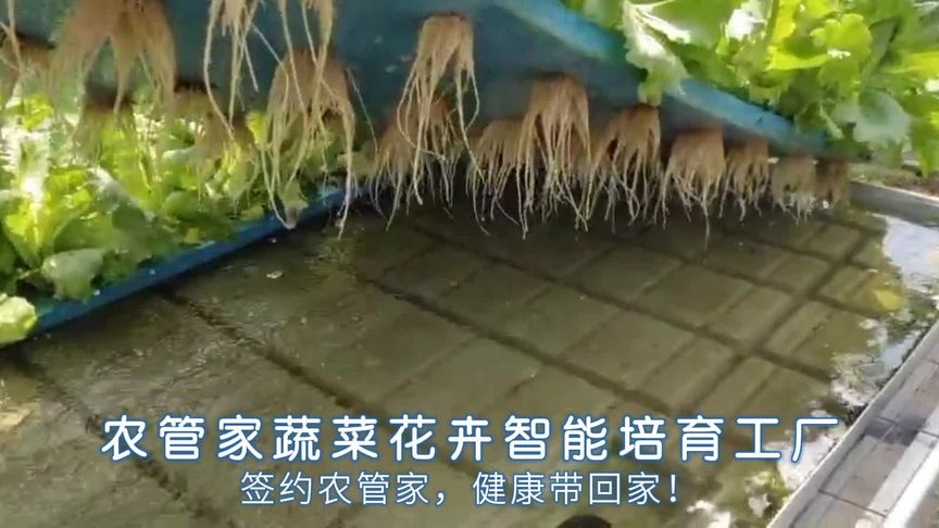 农管家的使命就是让蔬菜花卉在工厂繁育…#无土栽培