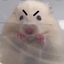 仓鼠-v- 