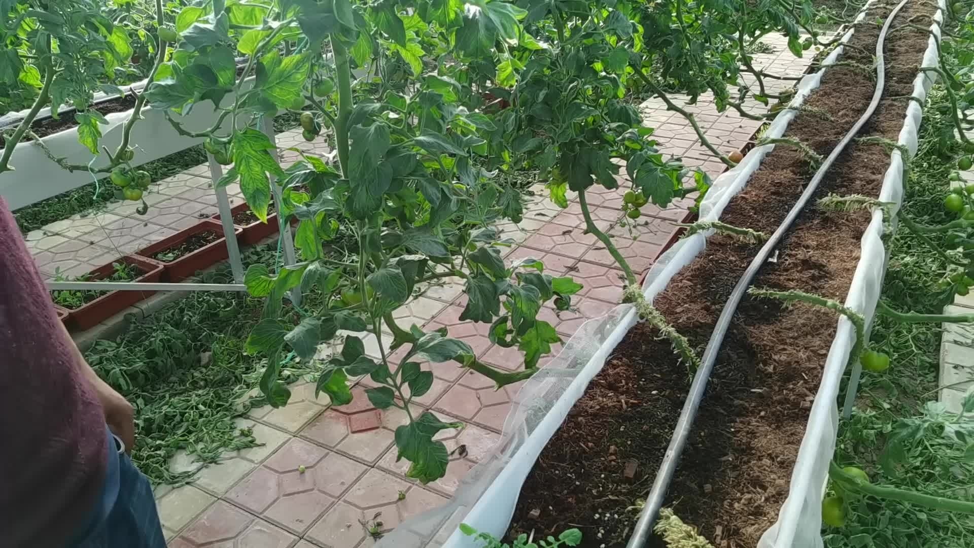 无土栽培成本低,一把牛粪都能种