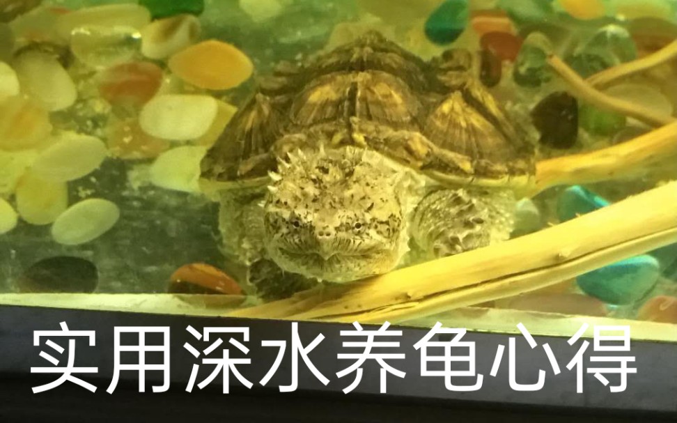 教你深水养龟防溺水,打造简单造景又实用爬台类型。