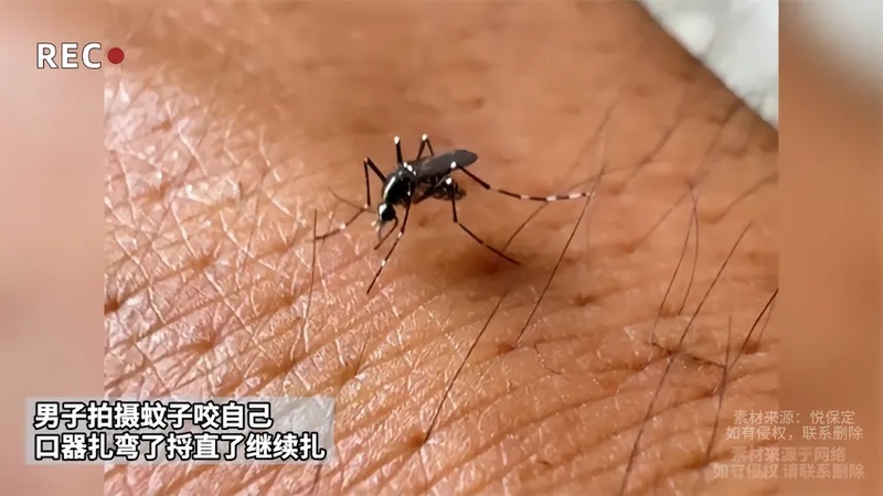 男子拍摄蚊子咬自己 口器扎弯了捋直了继续扎