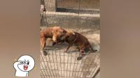 打斗型马犬斗狗, 马犬也是很凶猛, 太激烈难分胜负