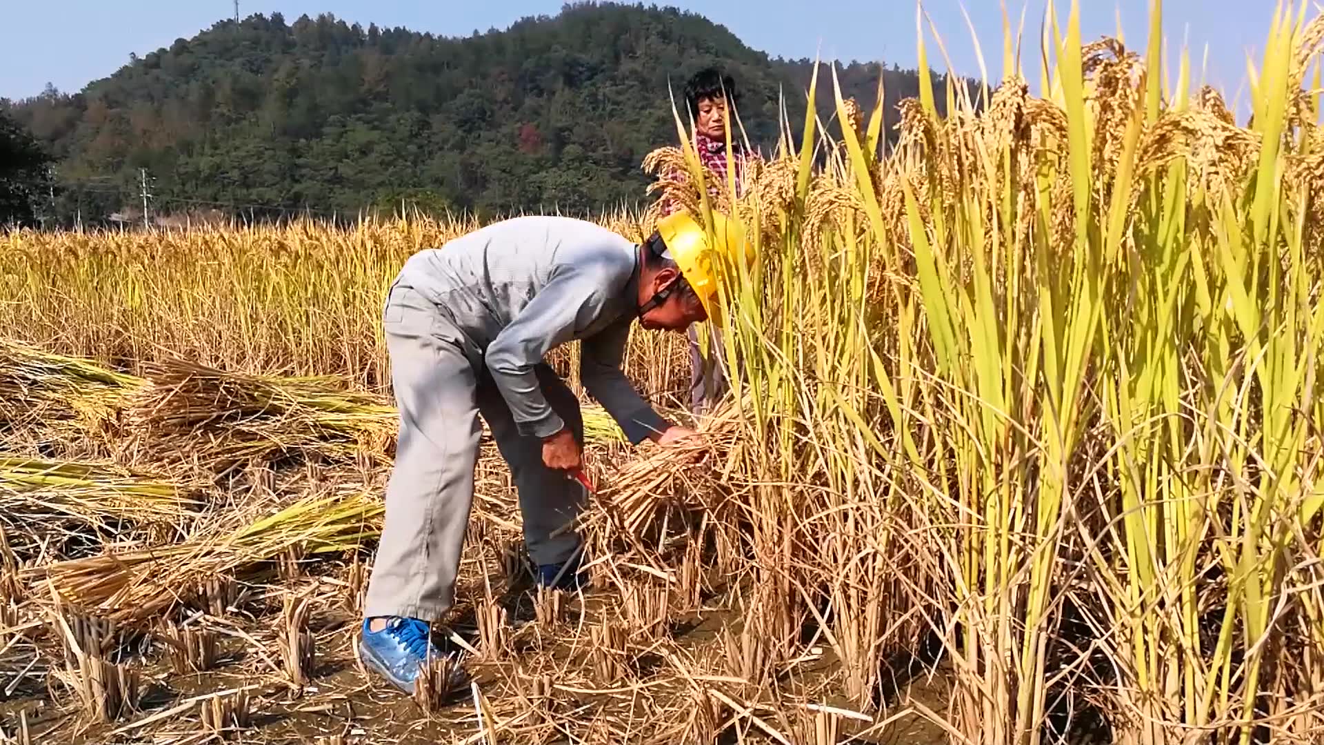 粮食来之不易,请珍惜!
