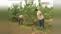 樱桃种植技术 结果期土肥水管理 视频