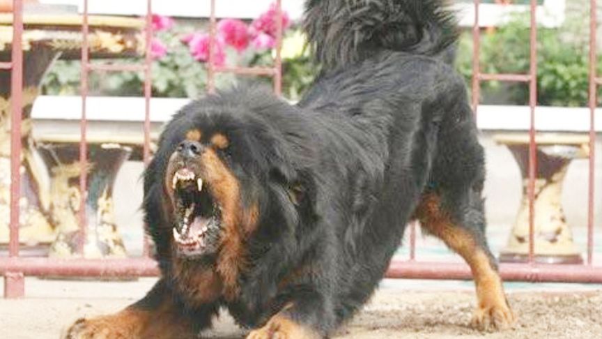 人称鬼獒的藏獒大战美国恶霸犬,一口就将其咬死,实力相差太远