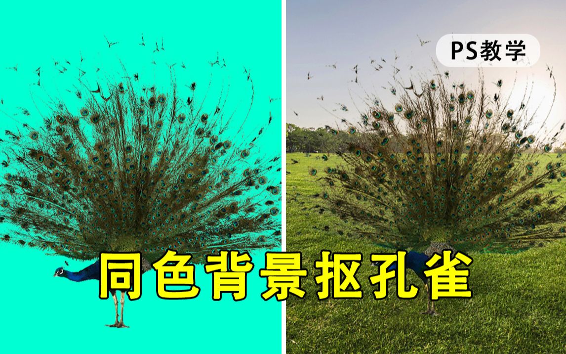 【PS教程】万物皆可抠!今天教你一招同色背景如何秒抠孔雀