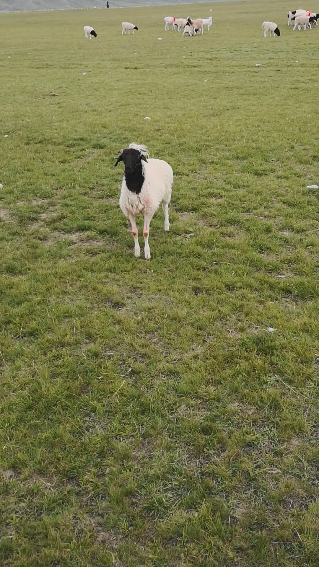 在新疆的草原上,如何学羊叫吸引羊的注意,结果羊还是离我而去,失败...