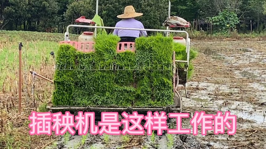 见过农村水稻ߌ�手工插秧、抛秧,你见过一天插秧50亩的插秧场景吗