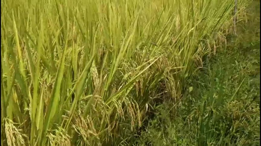 小伙种植的水稻即将成熟了,一路走来感谢大家的支持与关注!