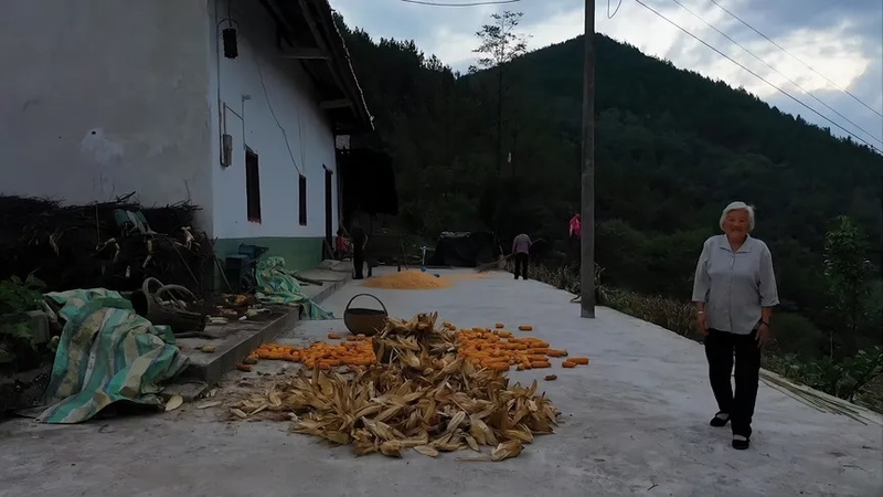 美丽乡村行:湖北巴东大塘村,风调雨顺,五谷丰登