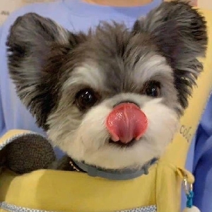 噜啦噜啦嘞啦啦噜 