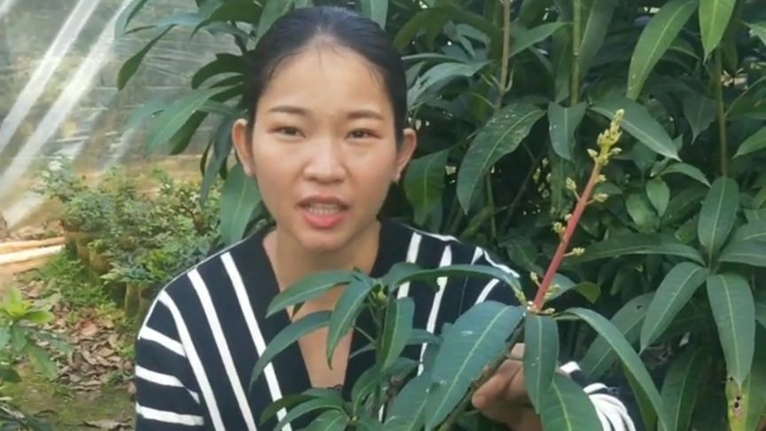 芒果好吃又贵!不如在家种植几棵芒果树,够全家人吃