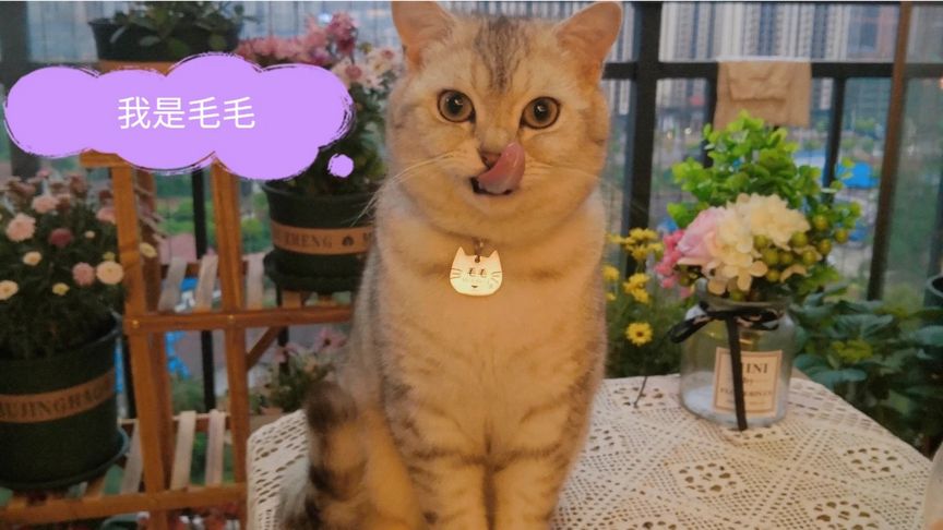 外面下着雨,一人一猫在家,猫咪撒娇的声音也太好听了吧,萌出血