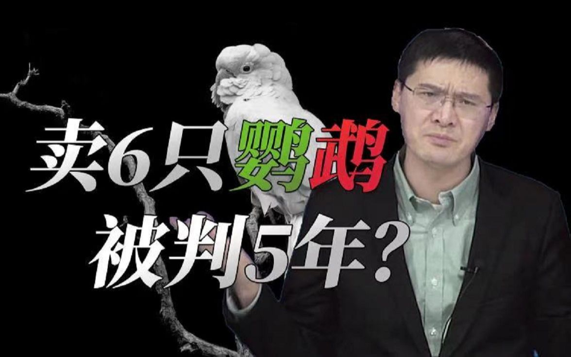 【罗翔】卖6只鹦鹉被判了5年?人工驯养的珍惜鹦鹉也属于珍稀野生...