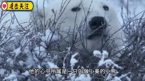 北极熊如何在严酷的环境中实现生育与生存的奇妙之旅