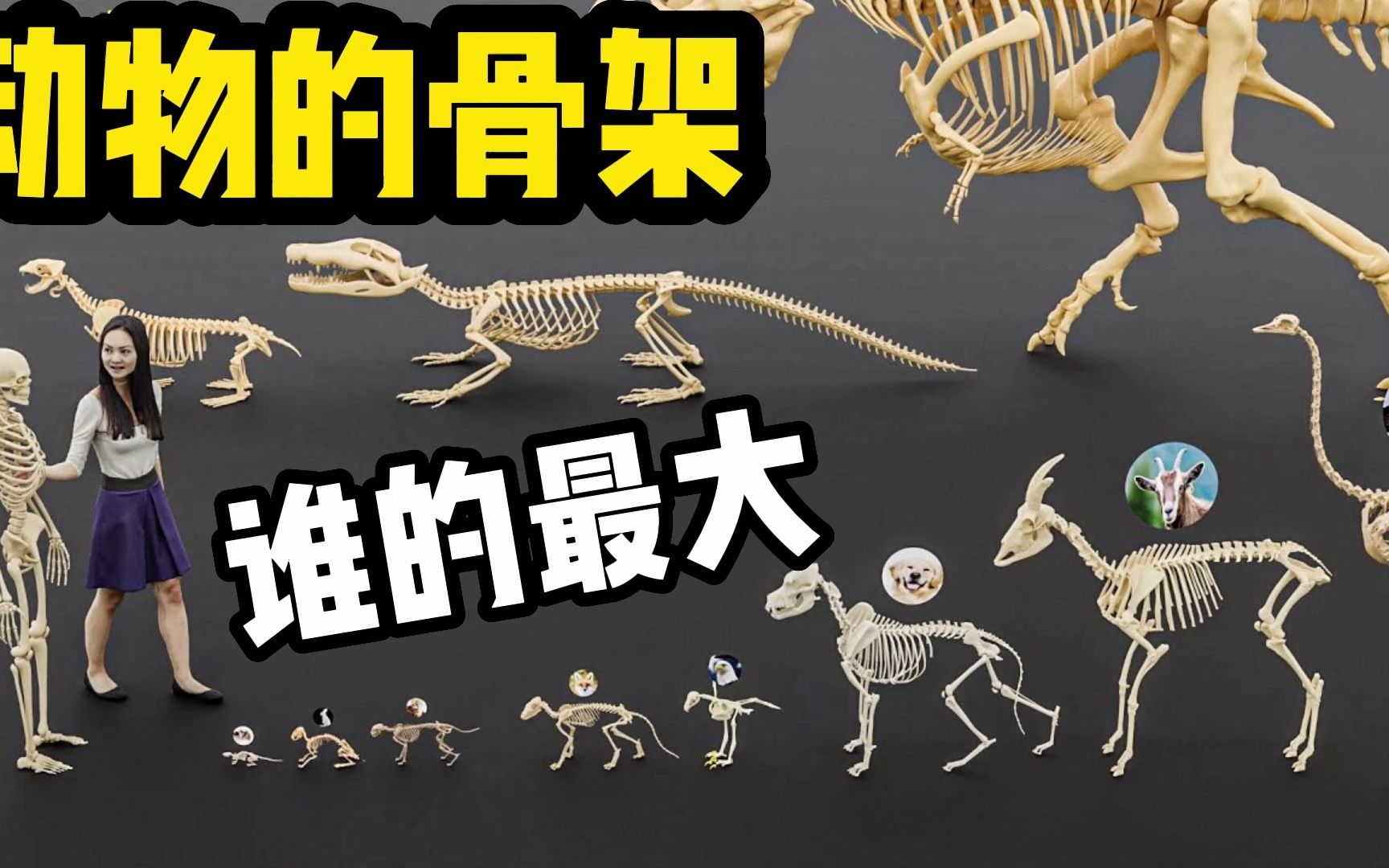 动物的骨架谁的是最大