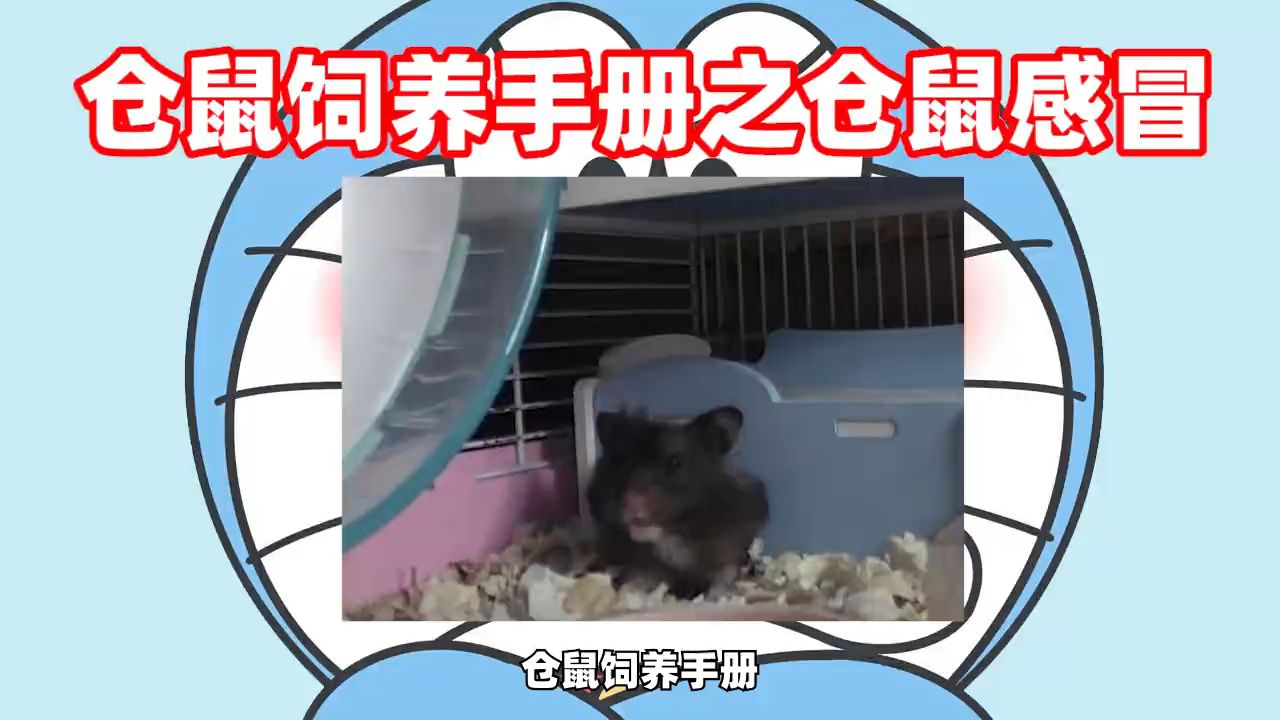 如何判断小仓鼠感冒了,那么仓鼠感冒了怎么办呢?