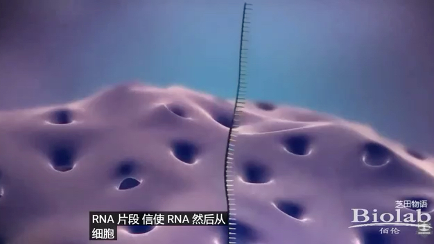 我们是如何衰老的,从细胞开始